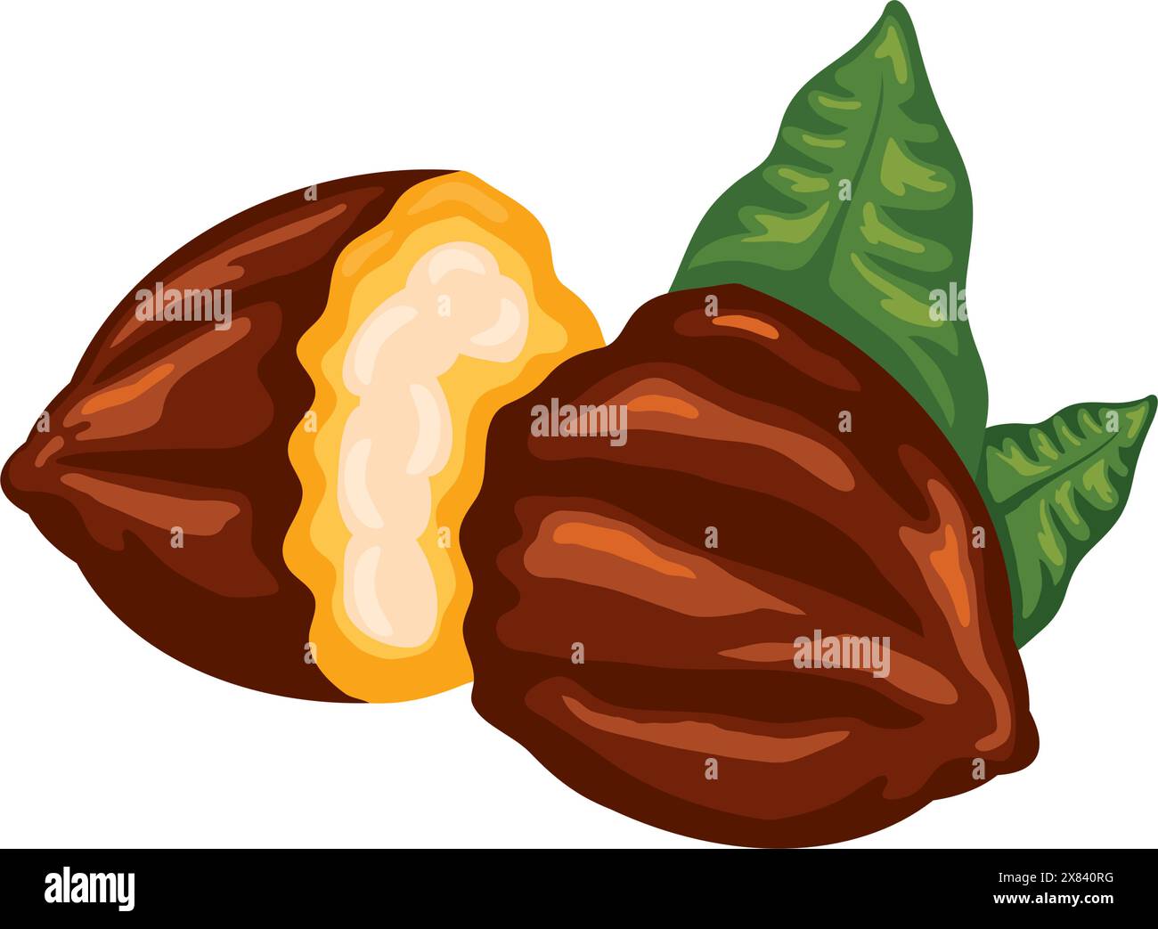 Cacao pod half Stock Vector Images - Alamy