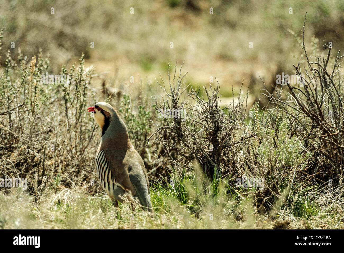 Chukar in their habitat Stock Photo - Alamy