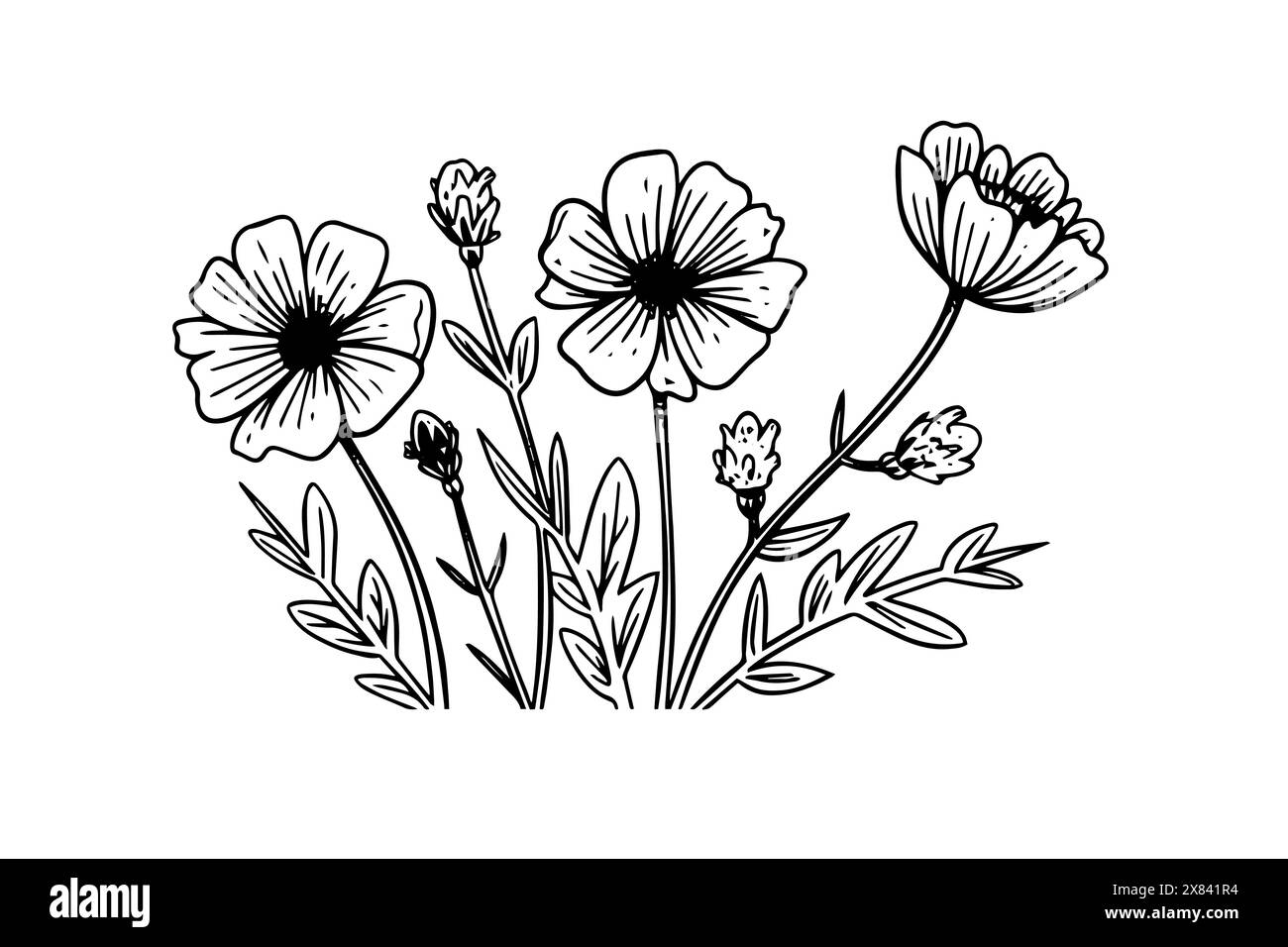 Hand drawn ink sketch of meadow wild flower. Engraved style vector ...