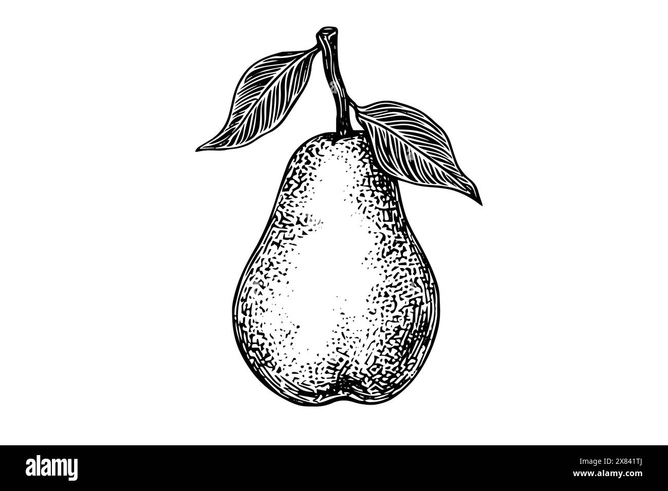 Vintage Pear Illustration: Hand-Drawn Vector Sketch of Pyrus Fruit in ...