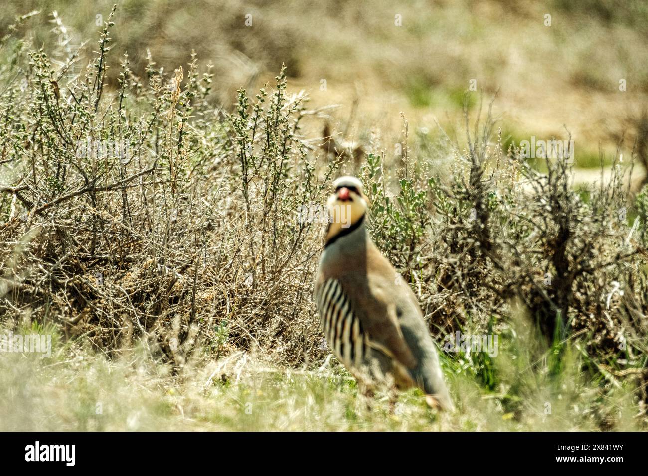 Chukar in their habitat Stock Photo - Alamy