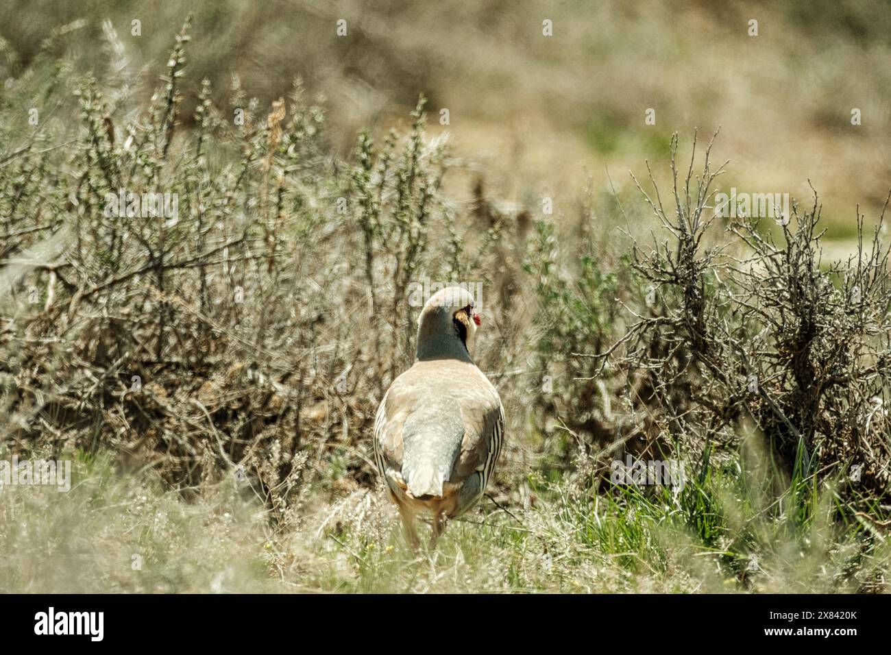 Chukar in their habitat Stock Photo - Alamy
