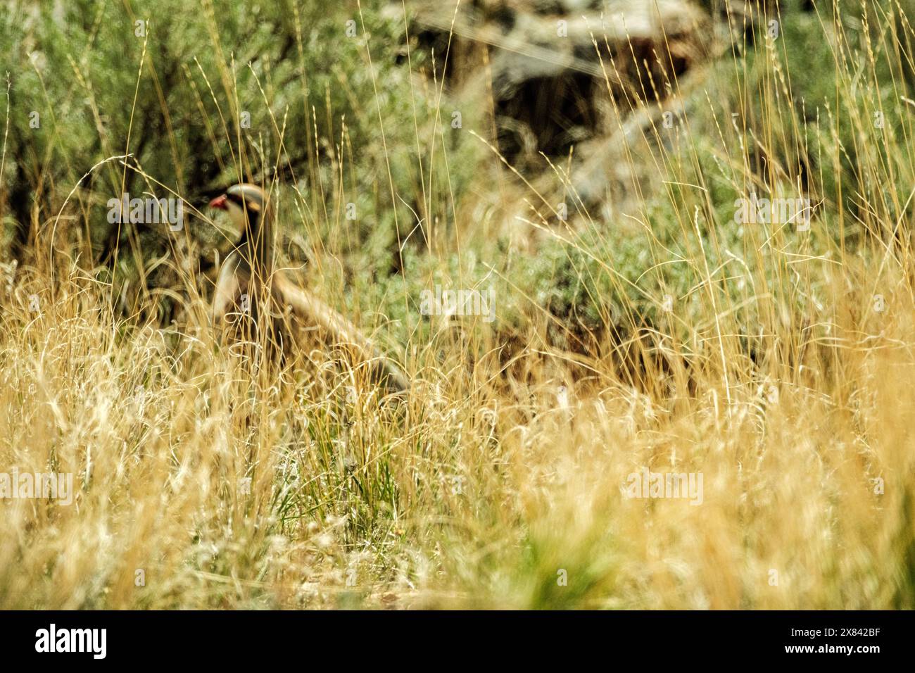 Brushy hillside hi-res stock photography and images - Alamy
