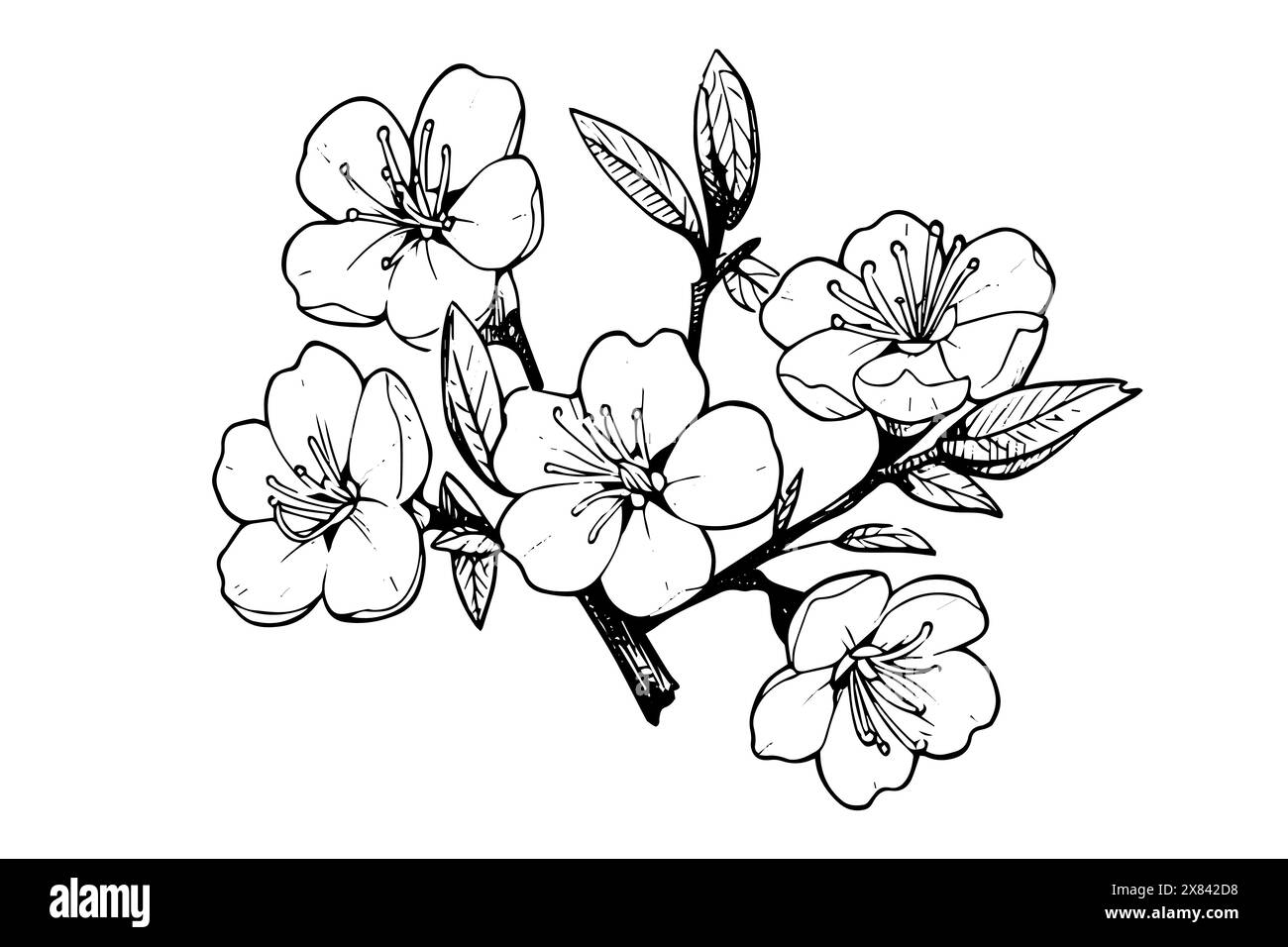 Elegant line art sakura Cut Out Stock Images & Pictures - Alamy