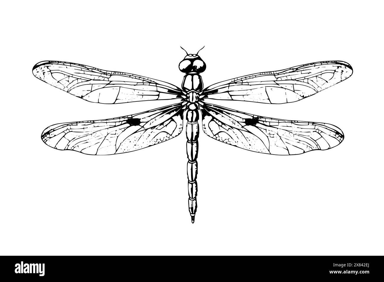 Dragonfly hand drawn ink sketch. Engraved style vector illustration ...