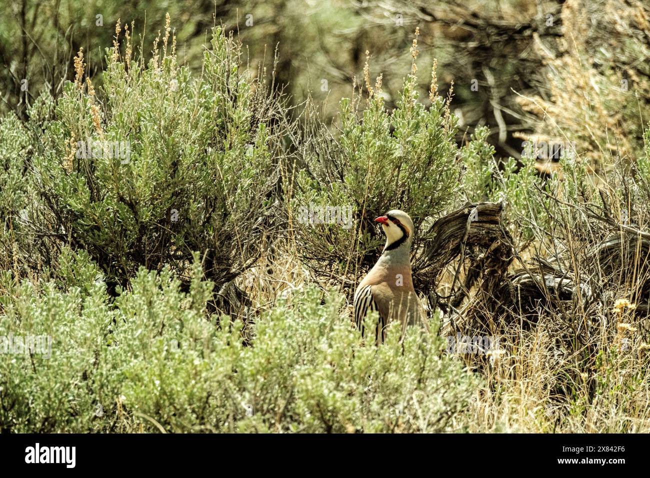 Chukar in their habitat Stock Photo - Alamy