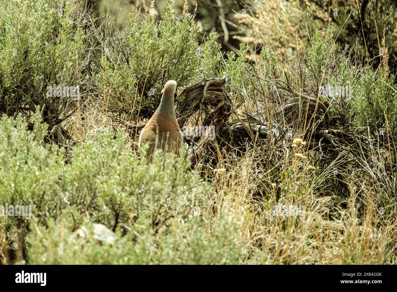 Digital habitat hi-res stock photography and images - Alamy