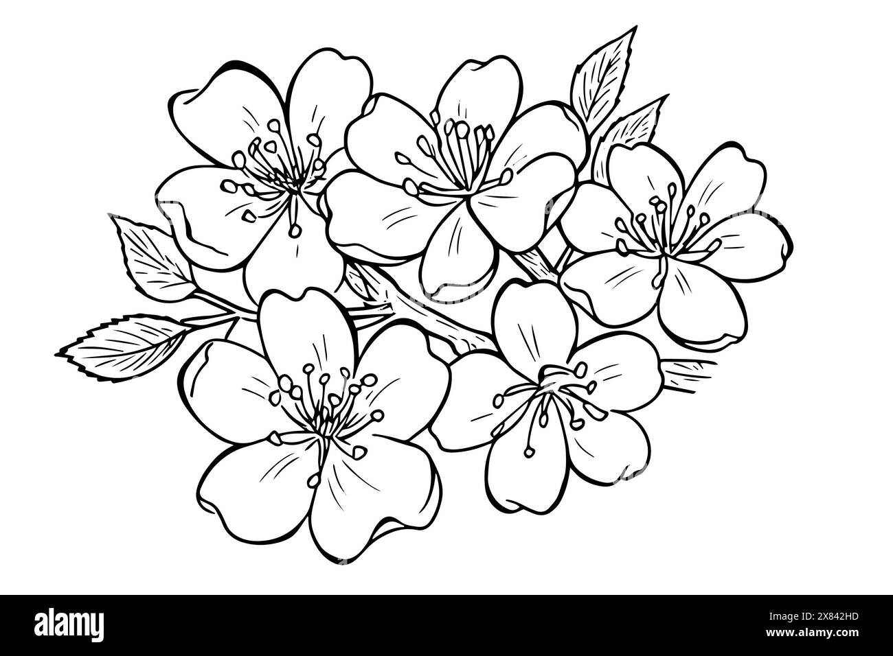 Elegant line art sakura Cut Out Stock Images & Pictures - Alamy