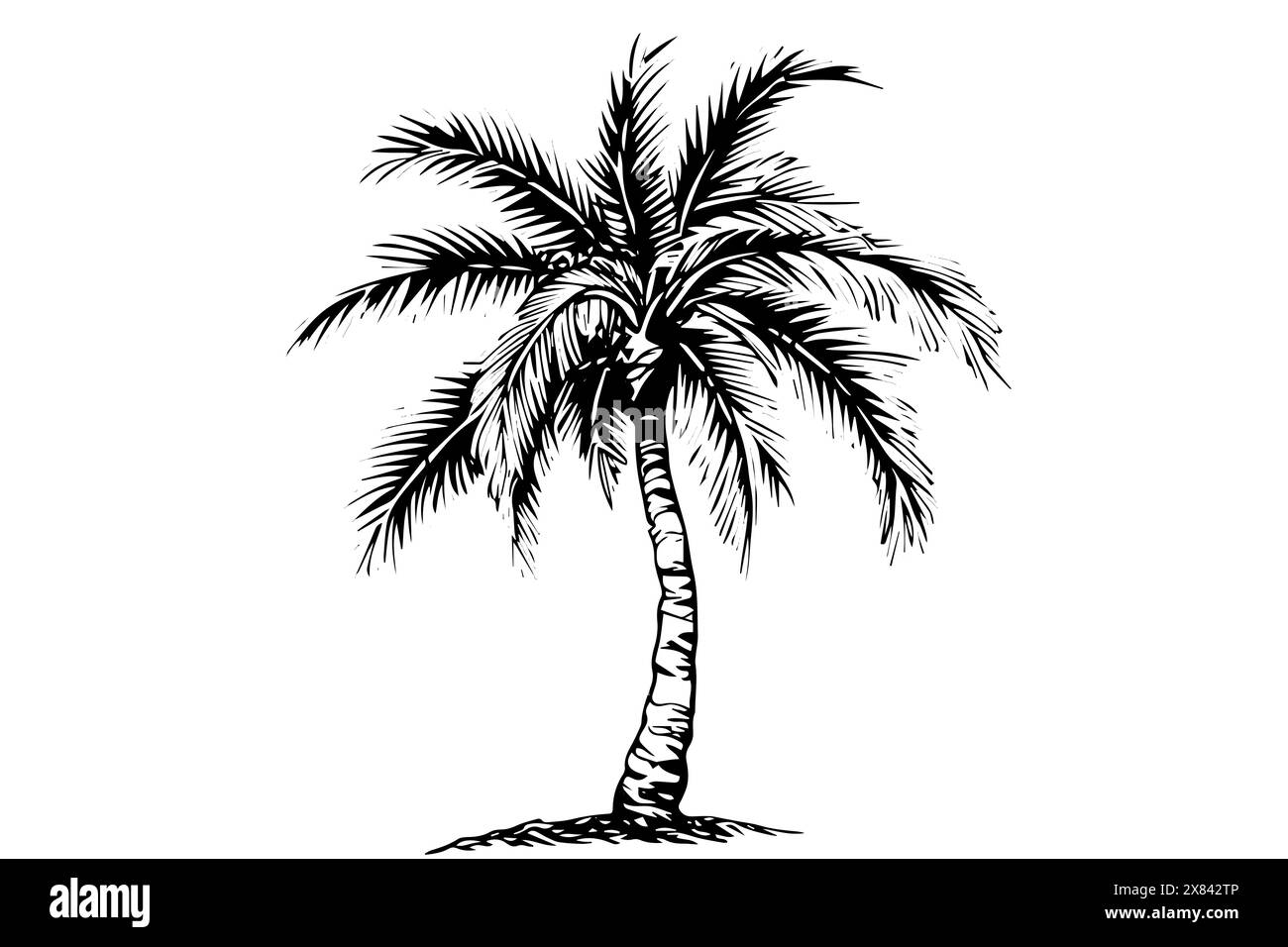 Vintage Hand-Drawn Palm Tree Sketch Vector Illustration: Retro Tropical Coconut Trees Stock ...