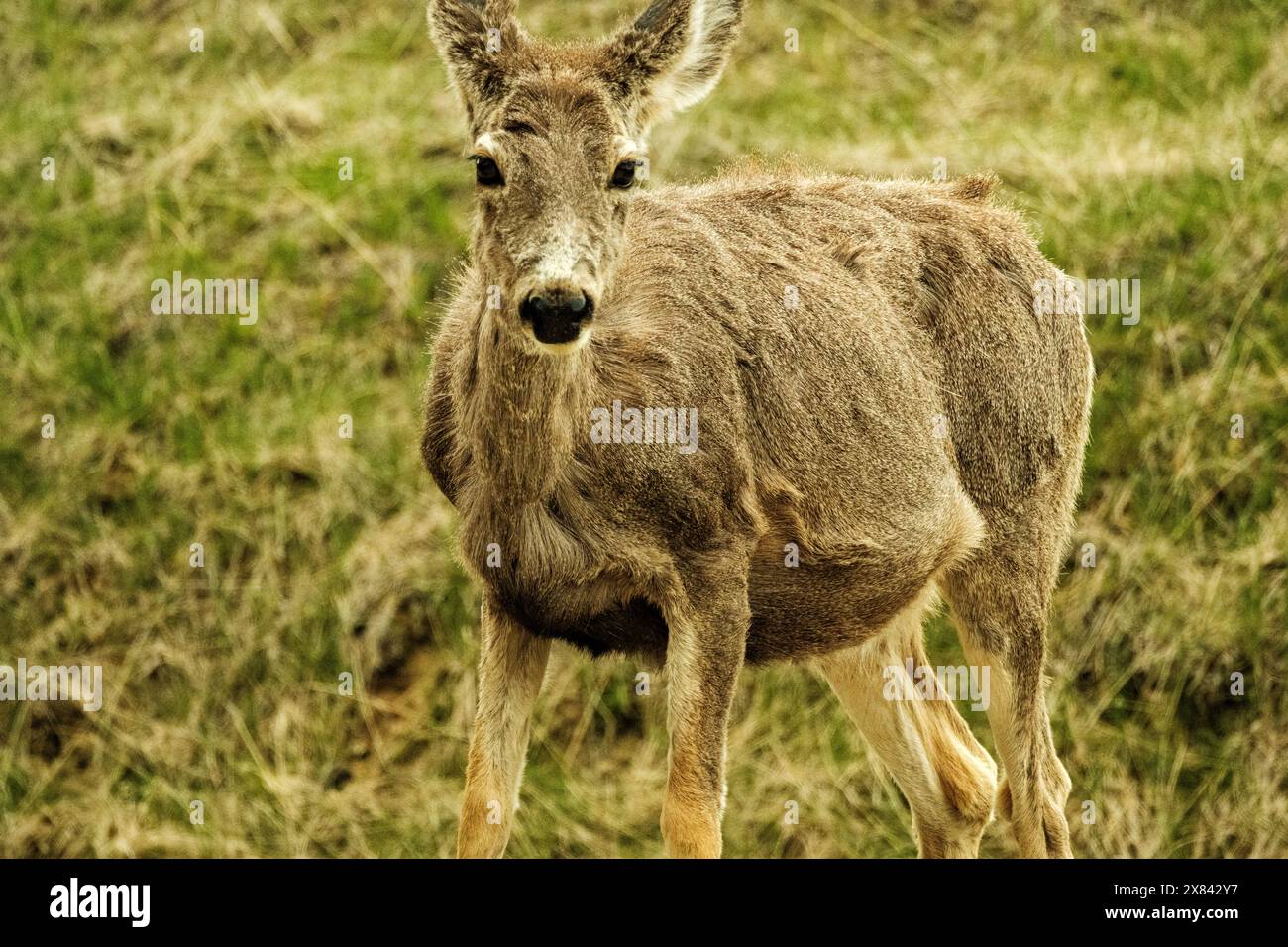 Long neck of deer hi-res stock photography and images - Alamy