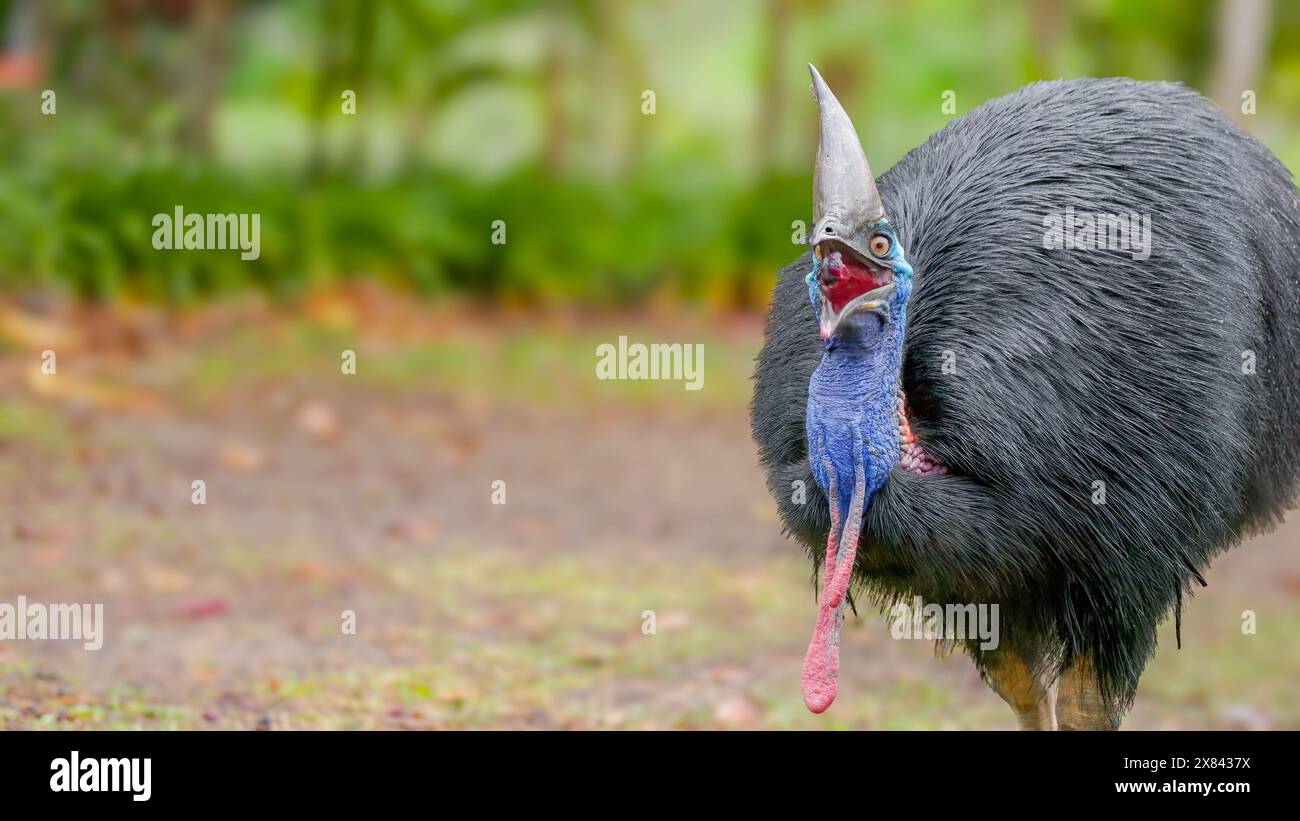 Cassowary bird eating hi-res stock photography and images - Alamy