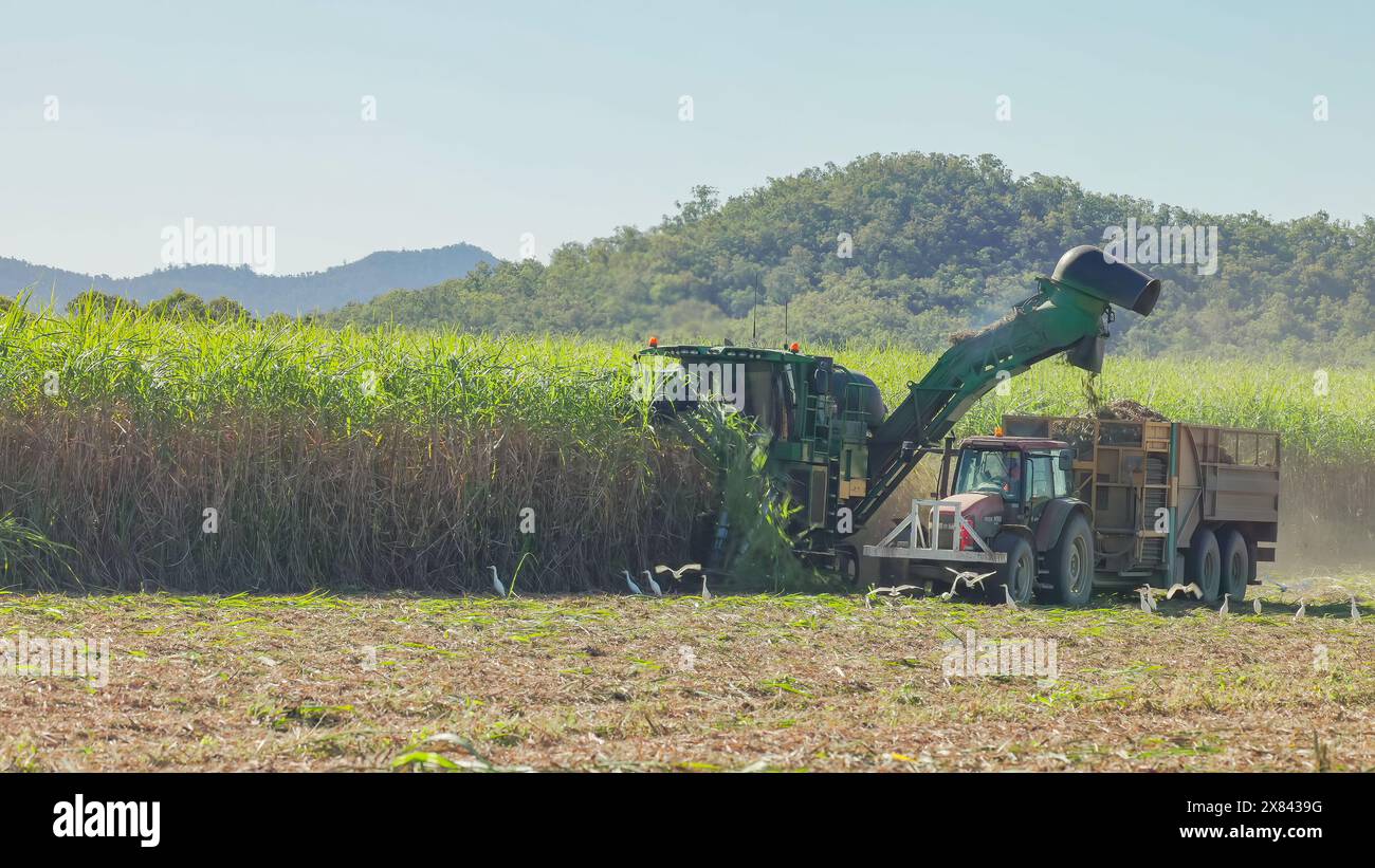 close shot of a sugar cane harvester and tractor harvesting cane Stock ...