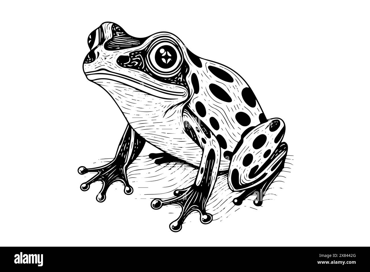 Frog hand drawn ink sketch. Engraved style vector illustration Stock ...