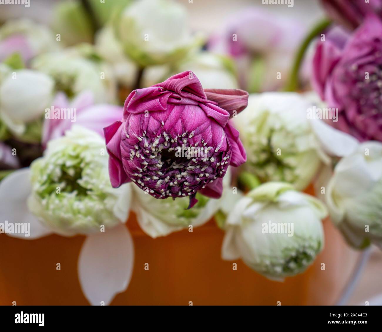 Bangkok, Thailand. 22nd May, 2024. Lotus flowers for offerings seen on ...