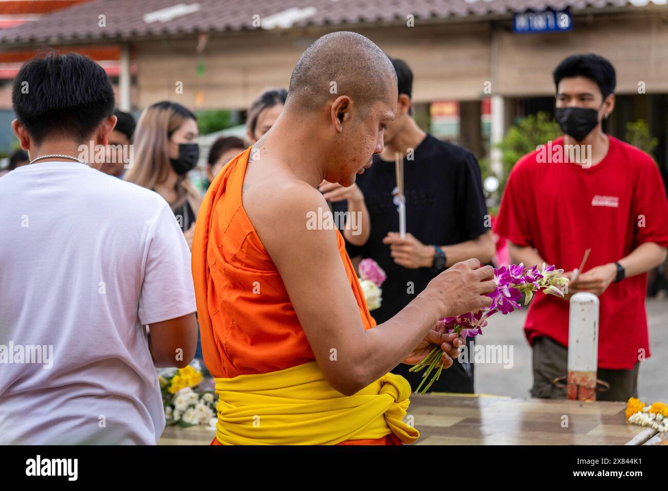 A Thai monk is seen taking care of orchids for the offering, on Visakha ...