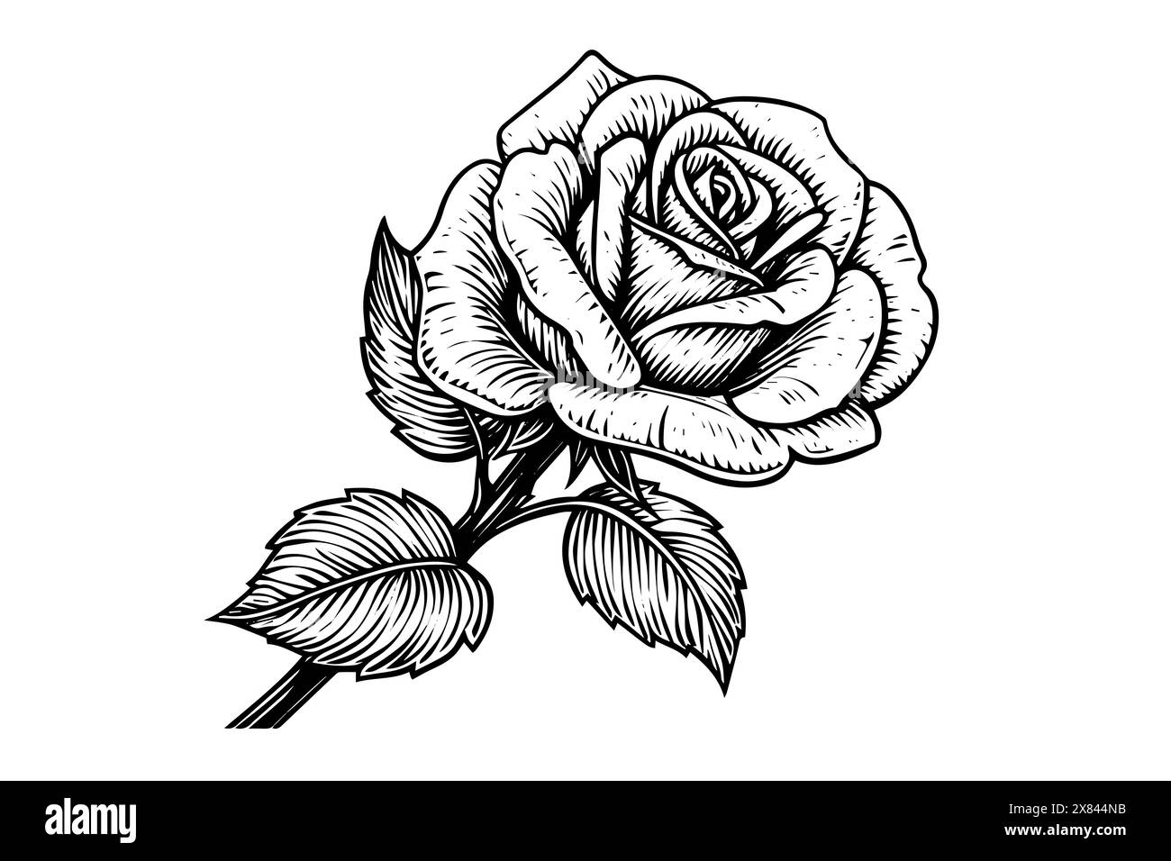 Vintage Woodcut Rose: Engraved Floral Tattoo Vector Line Art Print ...