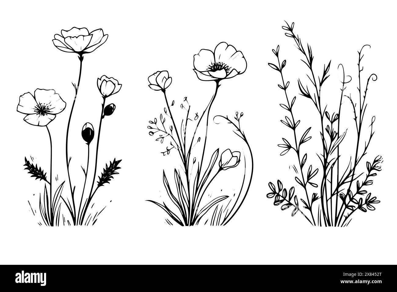 Hand drawn ink sketch of meadow wild flower set. Engraved style vector ...