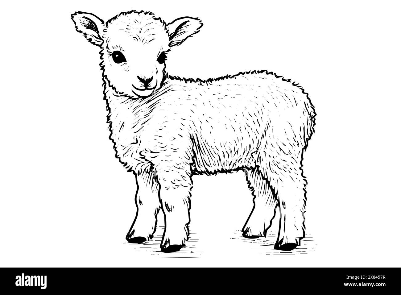 Cute sheep lamb hand drawn ink sketch. Engraved style vector ...