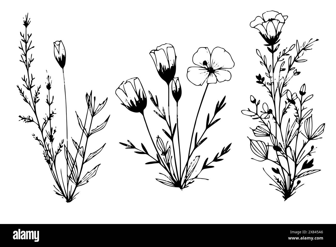 Hand drawn ink sketch of meadow wild flower set. Engraved style vector ...