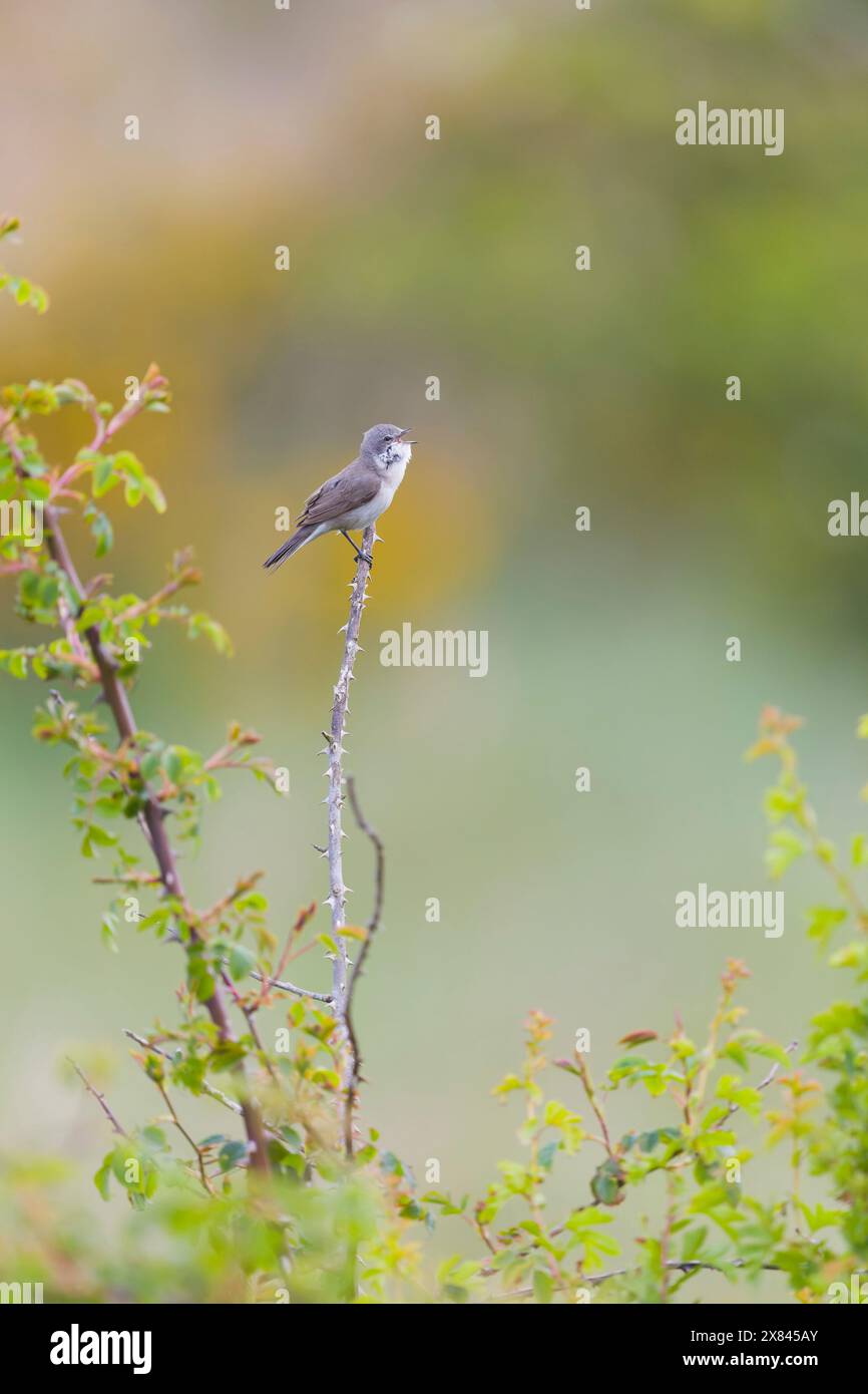 Lesser whitethroat Sylvia curruca, adult male perched on Dog rose Rosa ...