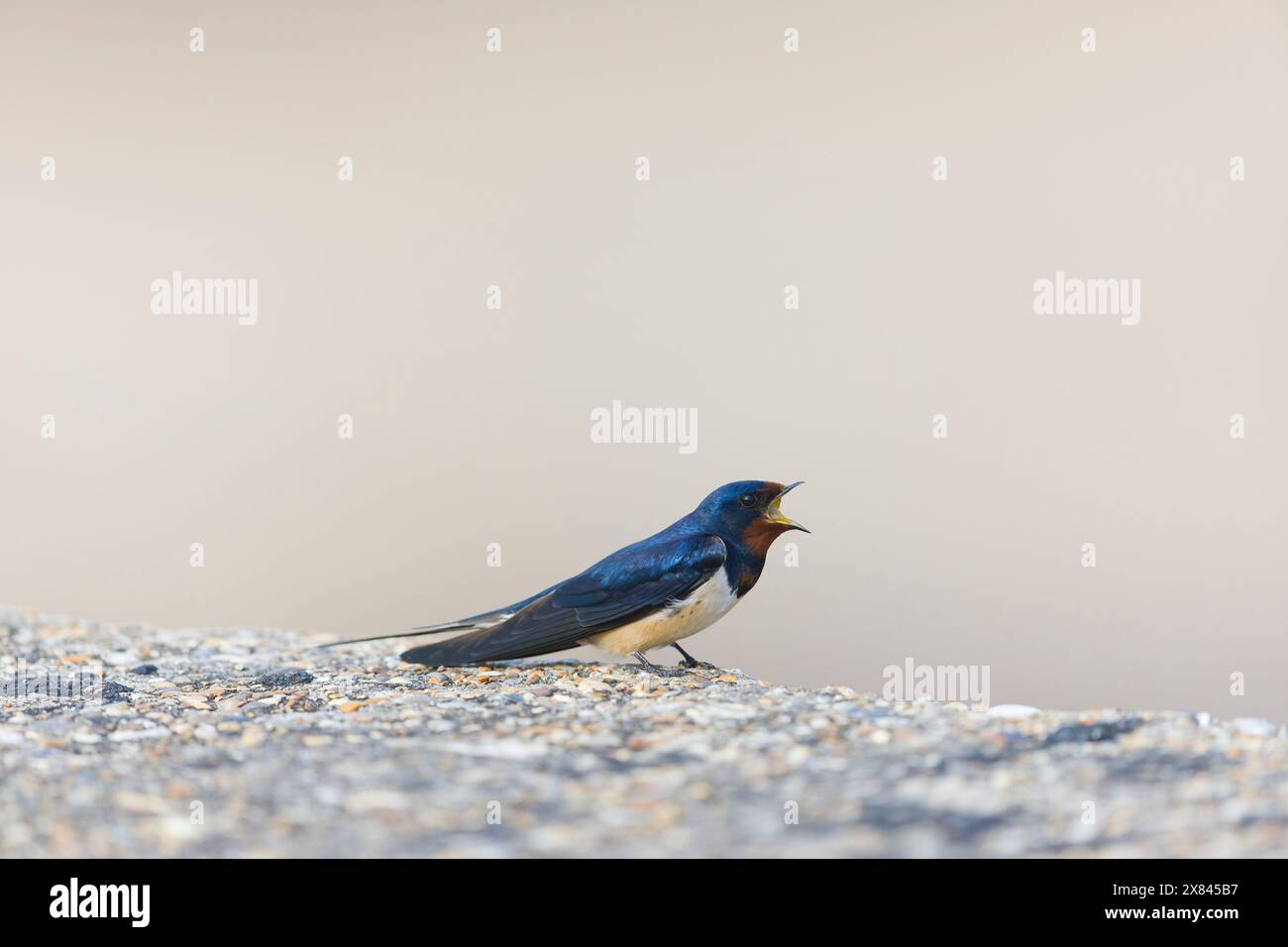 Barn swallow Hirundo rustica, adult male standing on wall, singing ...