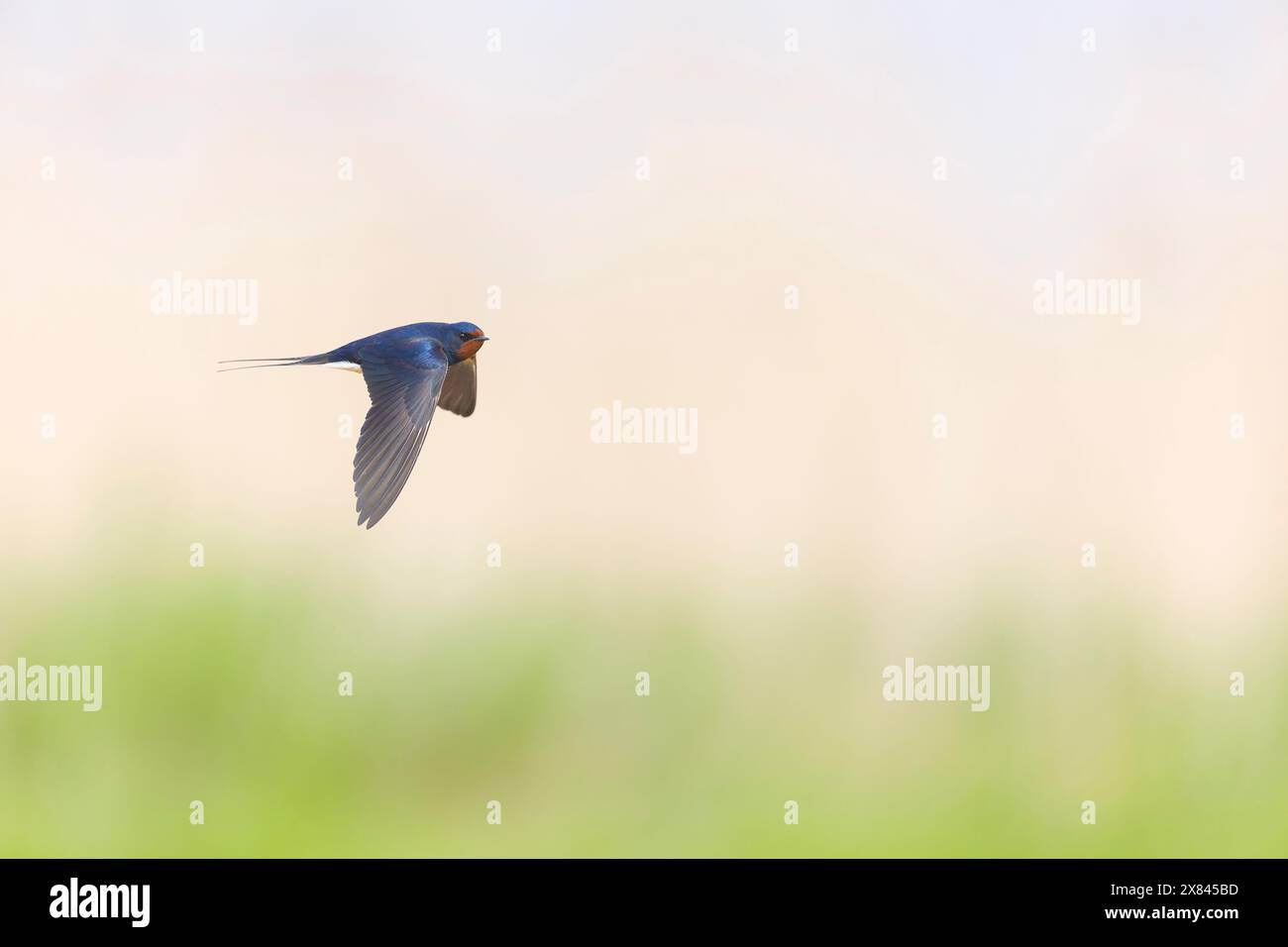 Barn swallow Hirundo rustica, adult male flying, Suffolk, England, May ...