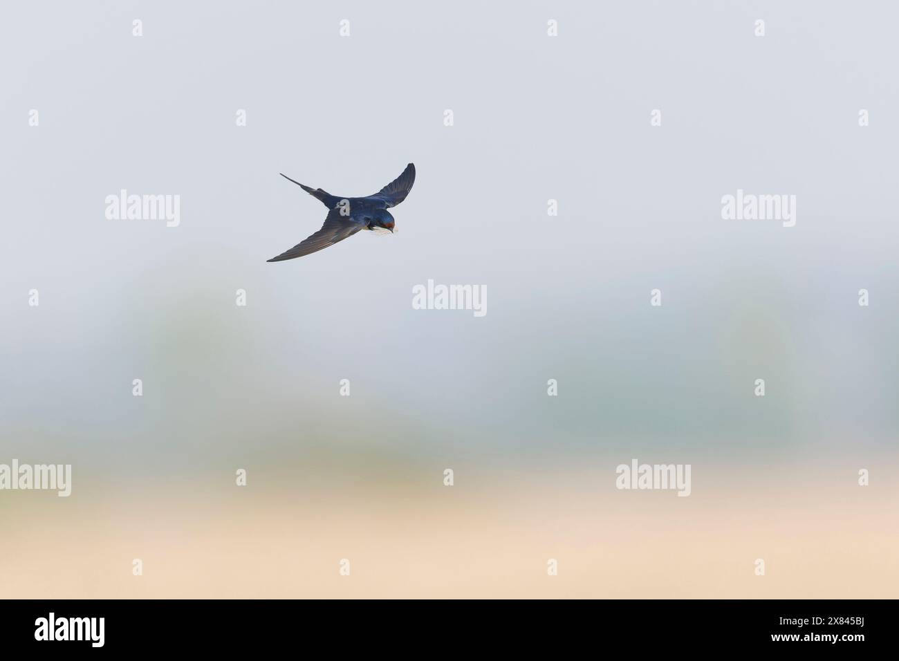 Barn swallow Hirundo rustica, adult flying with nest material in beak ...