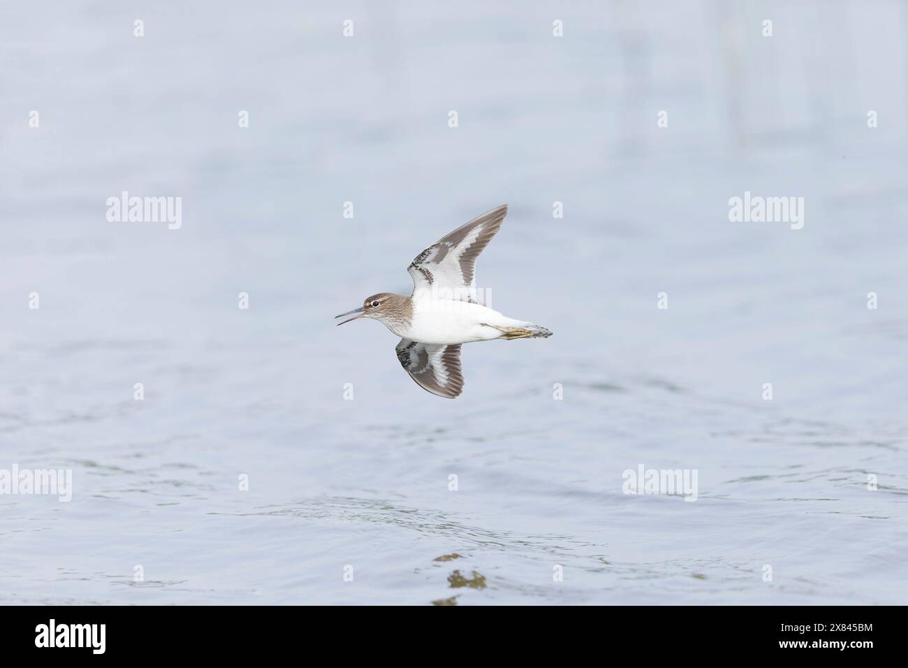 Common sandpiper Actitis hypoleucos, adult calling in flight, Minsmere ...