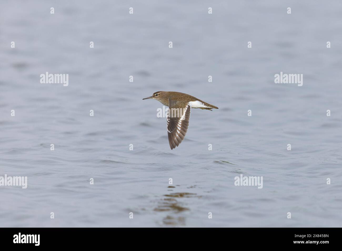 Common sandpiper Actitis hypoleucos, adult flying, Minsmere RSPB ...
