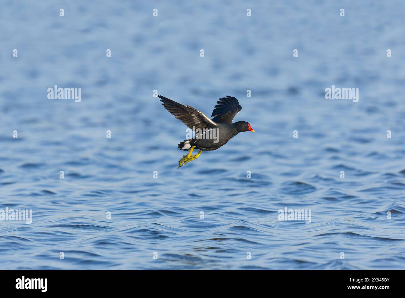 Flying moorhen hi-res stock photography and images - Alamy