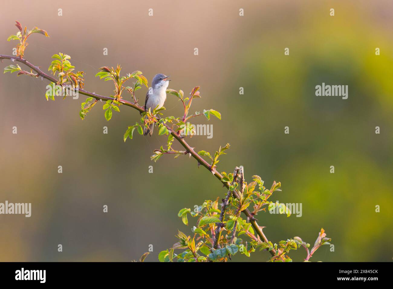 Lesser whitethroat Sylvia curruca, adult male perched on Dog rose Rosa ...