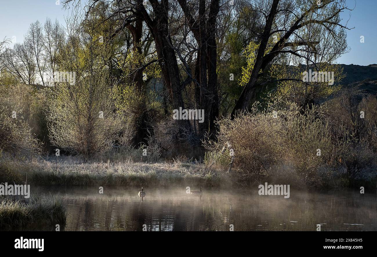 May 21, 2024: On a frosty springtime morning, a pair of Canada Geese ...