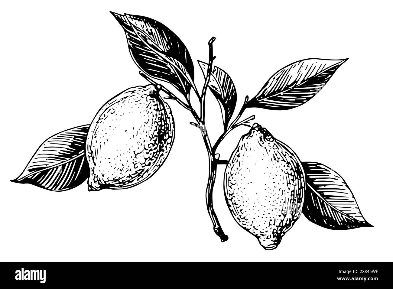 Hand drawn ink sketch vector illustration of lemon. Citrus in engraving ...