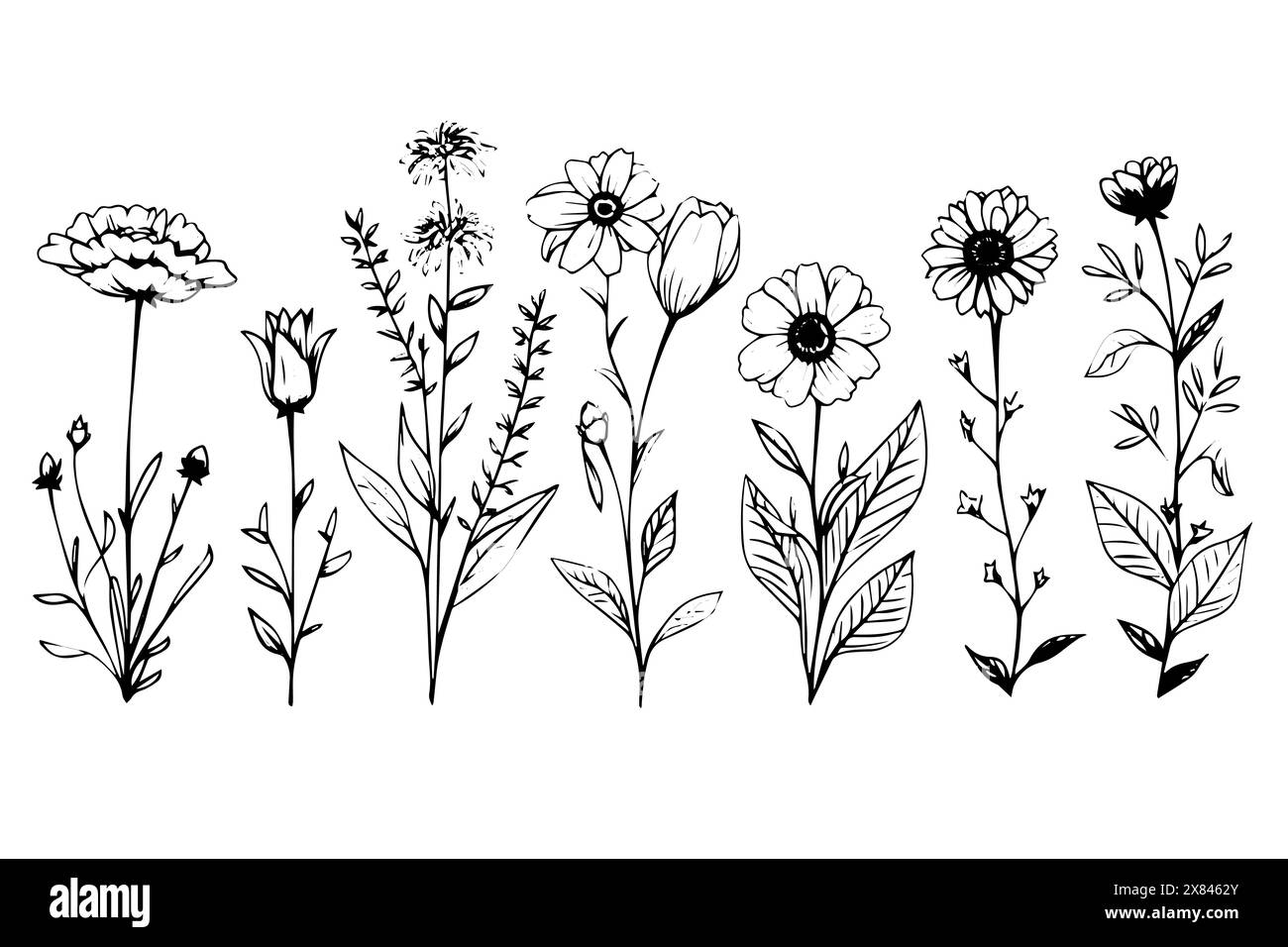Hand drawn ink sketch of meadow wild flower set. Engraved style vector ...