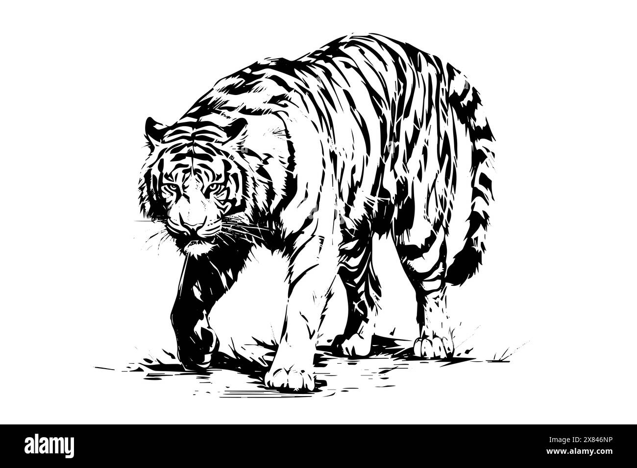 Engraved Vintage Tiger Vector Art. Wild Sketch Design, Black and White ...
