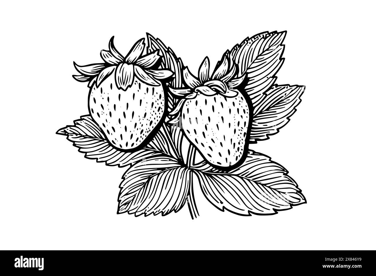 Vintage strawberry illustration hi-res stock photography and images - Alamy