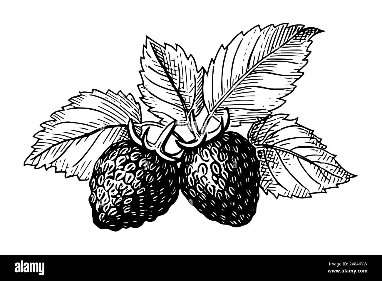 Blackberry fruit hand drawn ink sketch. Engraved style vector ...