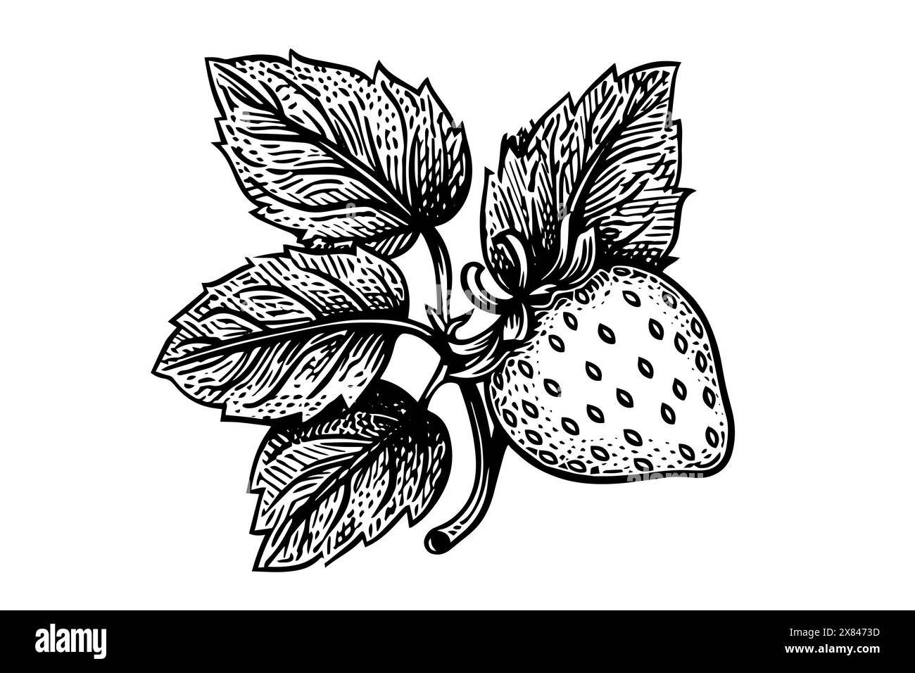 Vintage strawberry illustration hi-res stock photography and images - Alamy