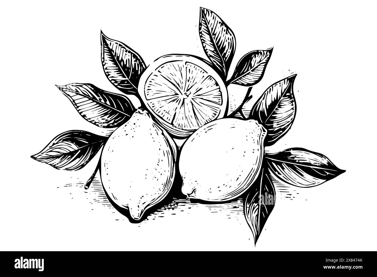 Hand drawn ink sketch vector illustration of lemon. Citrus in engraving ...