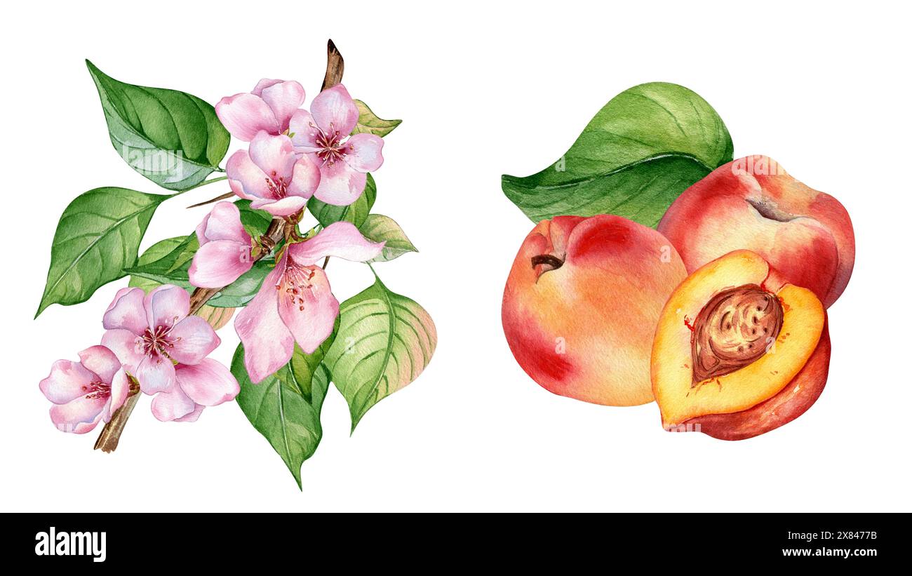 Watercolor set with peaches composition and blossom branch isolated on white. Hand drawn ...