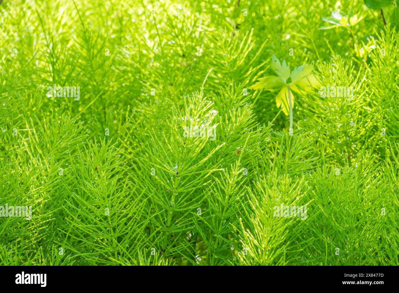 Wood horsetail (Equisetum sylvaticum) growing in the forest close up ...