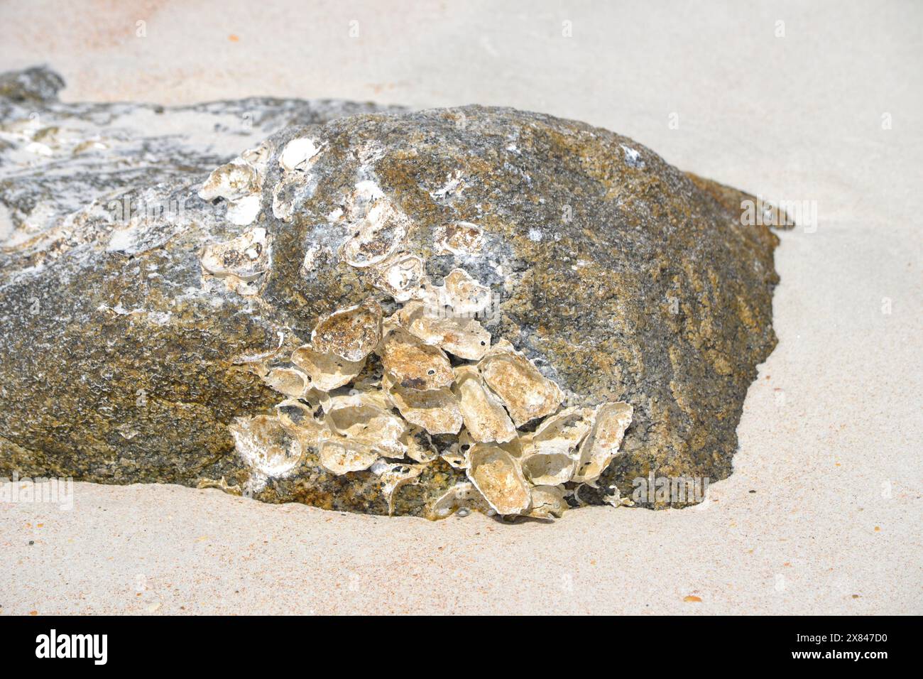 A sizable rock, embedded with seashells, rested on the sandy beach at ...