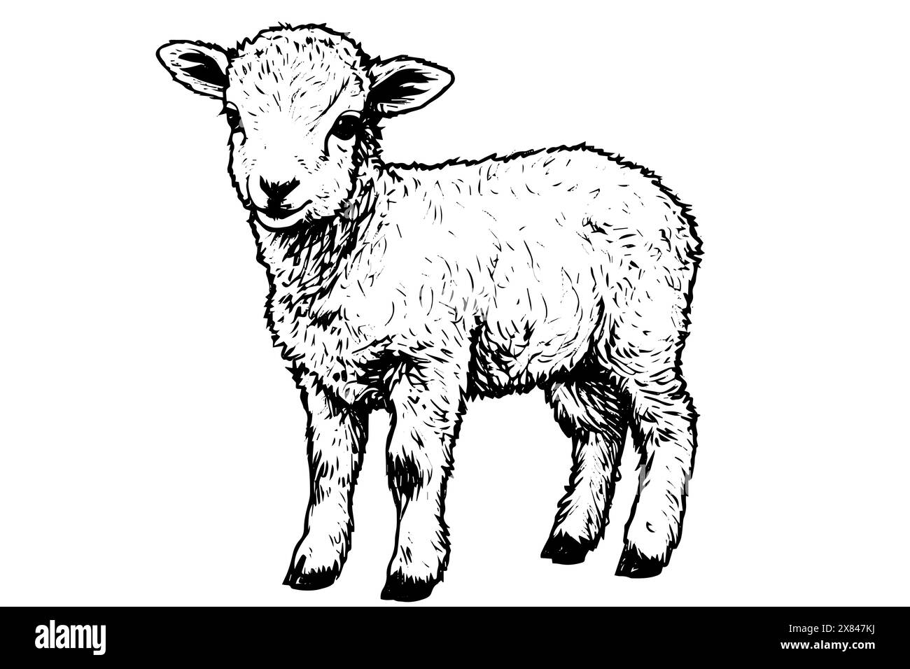 Cute sheep hand drawn ink sketch. Engraved style vector illustration ...