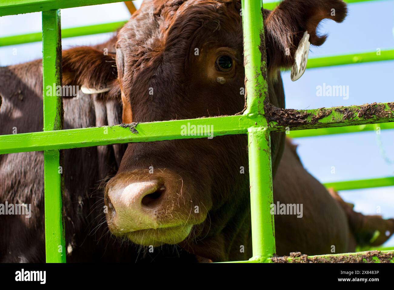 Lean beef topside mince meat the butcher block mauritius hi-res stock ...