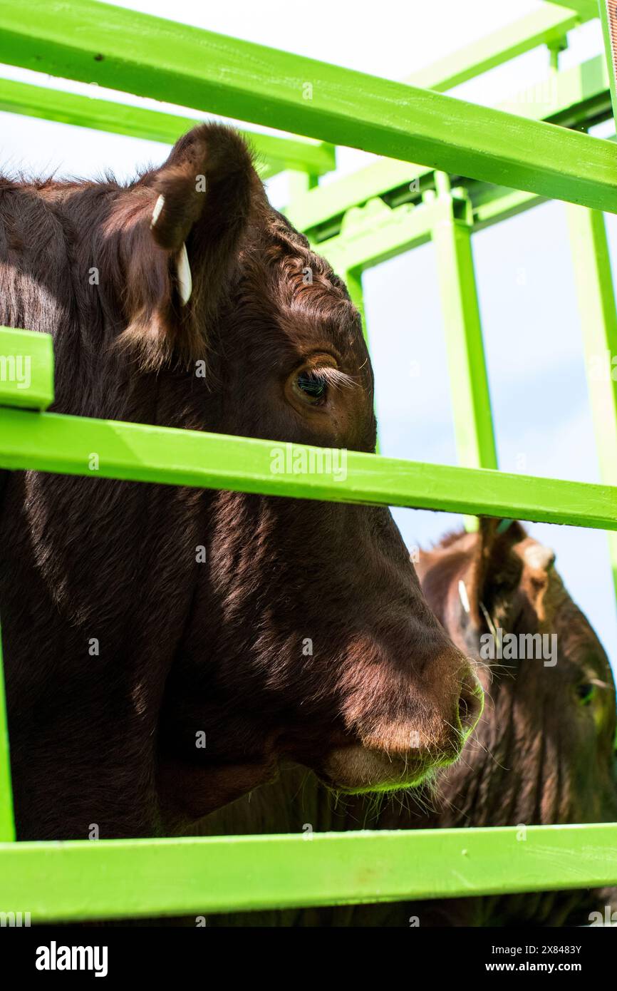 Lean Beef Topside Mince Meat - The Butcher Stock Photo - Alamy