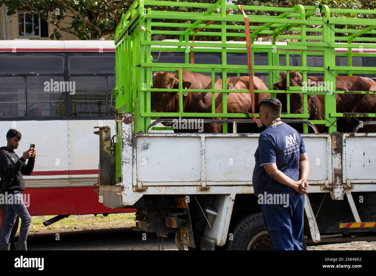Lean Beef Topside Mince Meat - The Butcher Stock Photo - Alamy