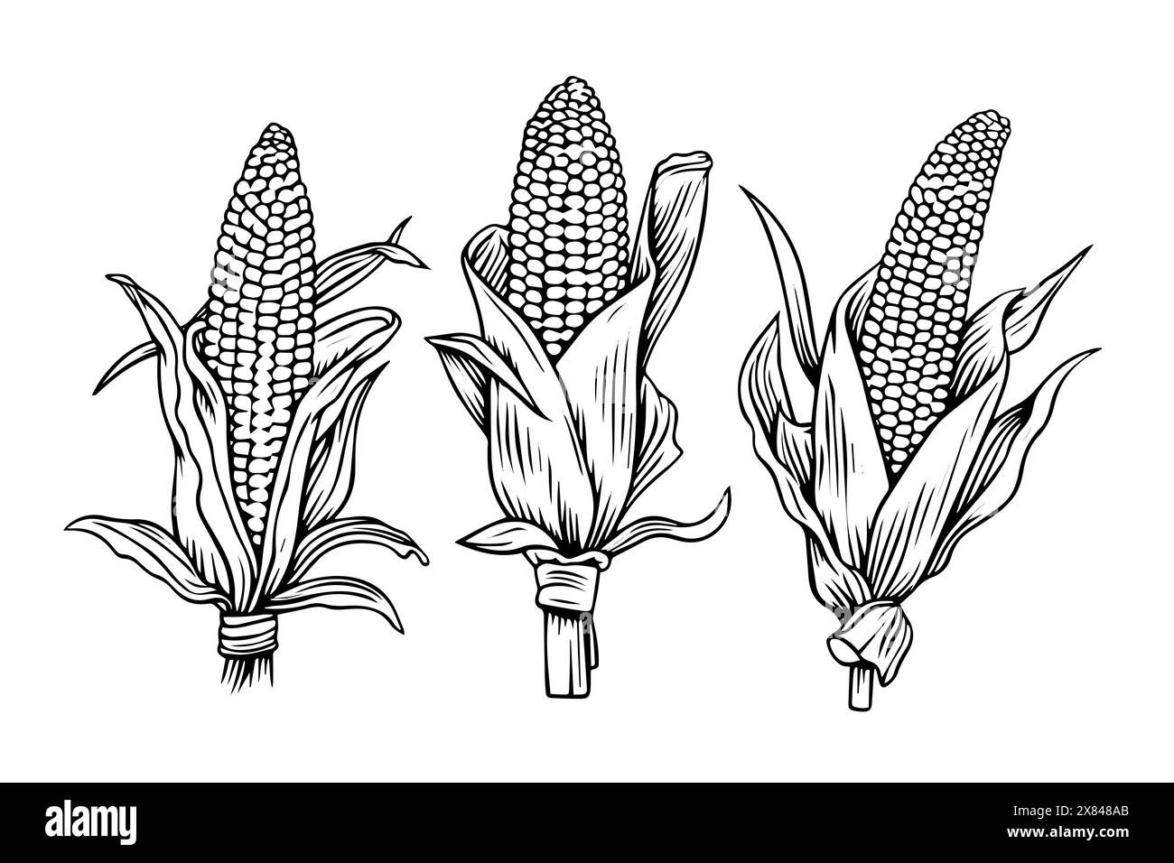 Maize cob isolated line illustration. Corn hand drawn black vector ...