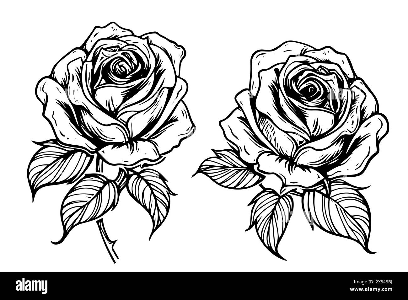 Set of rose flower hand drawn ink sketch. Engraving style vector ...