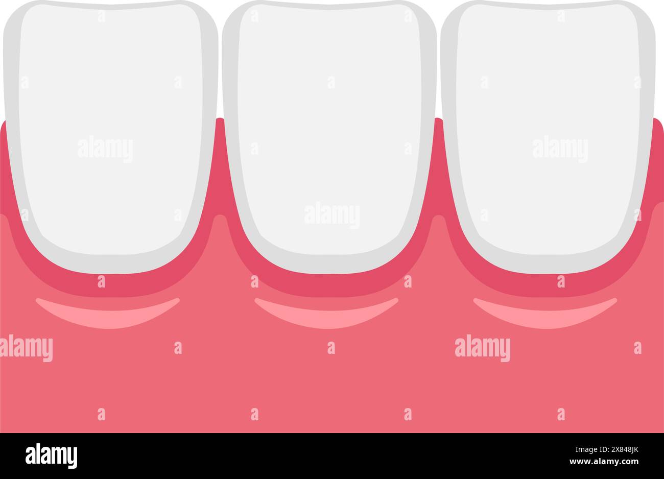 Vector illustration of healthy gums Stock Vector Image & Art - Alamy