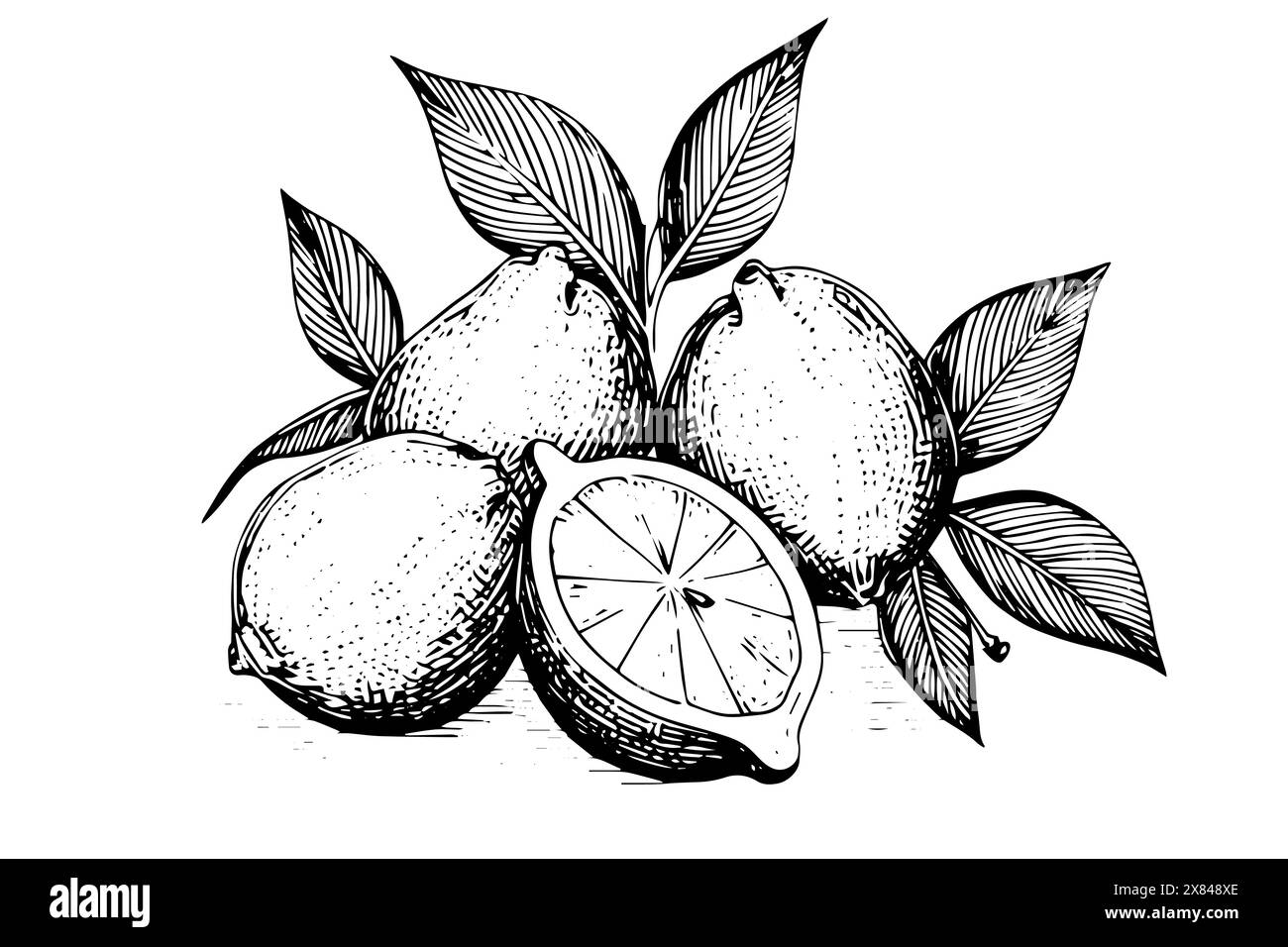 Hand drawn ink sketch vector illustration of lemon. Citrus in engraving ...